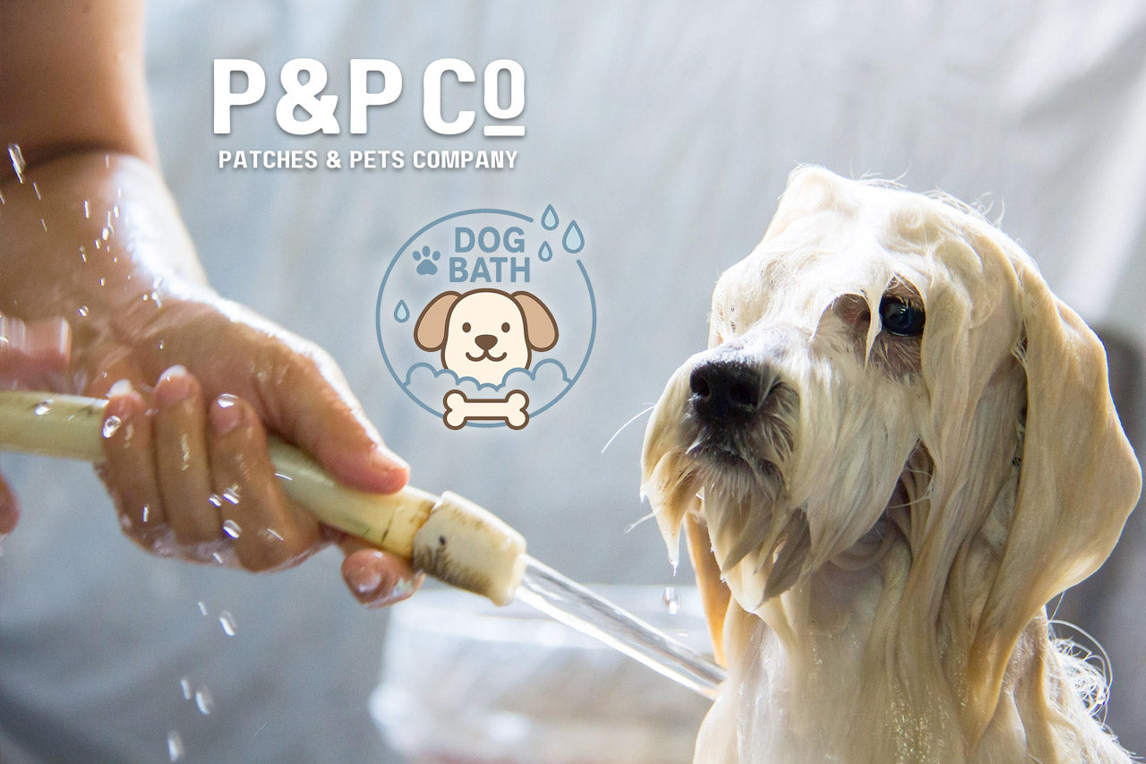 Dog Grooming 101: How Often Should You Bathe Your Dog? – Patches & Pets ...